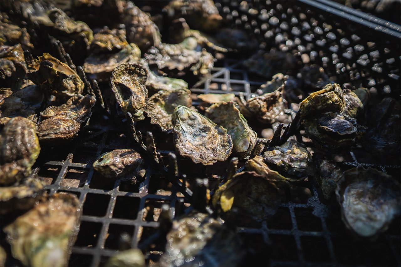 Our Story | Brighton Oysters